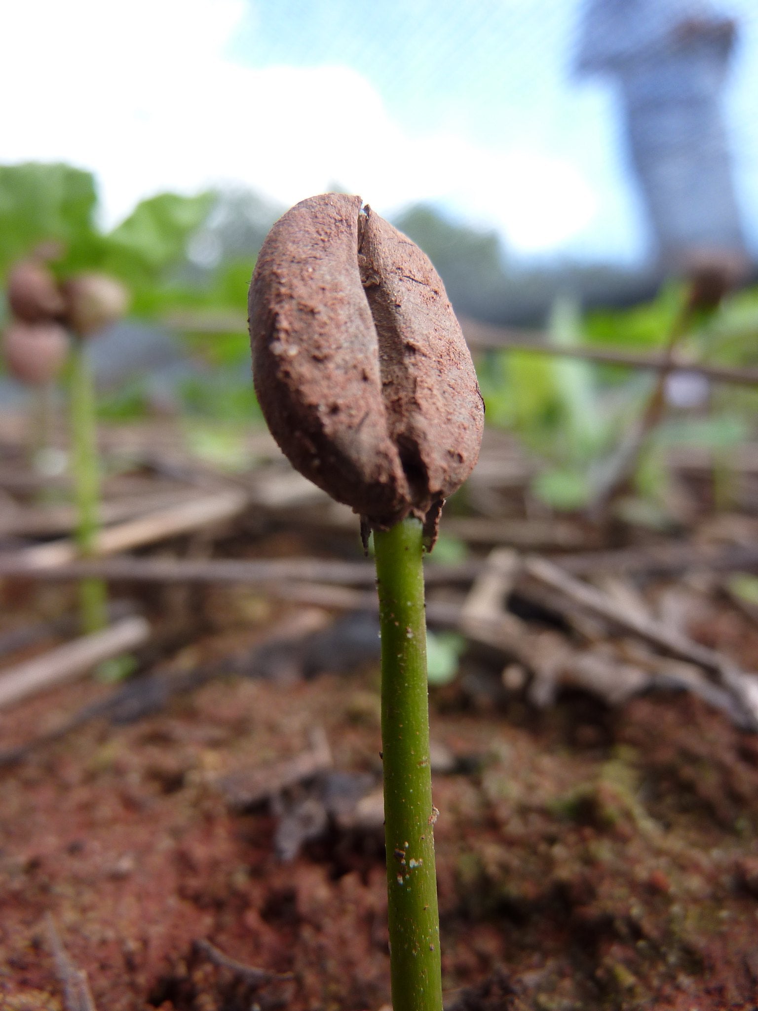Parlor Coffee Roasters